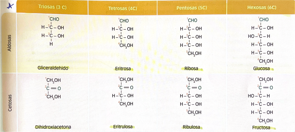 Aldosas - Biología - Triosas (3 C) Tetrosas (4C) Pentosas (5C) Hexosas ...