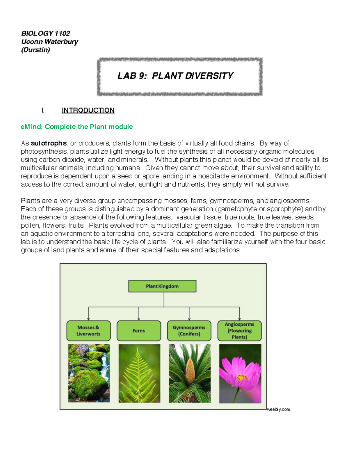 Lab9-Plant Diversity Online Lab Activity - BIOLOGY 1102 Uconn Waterbury ...