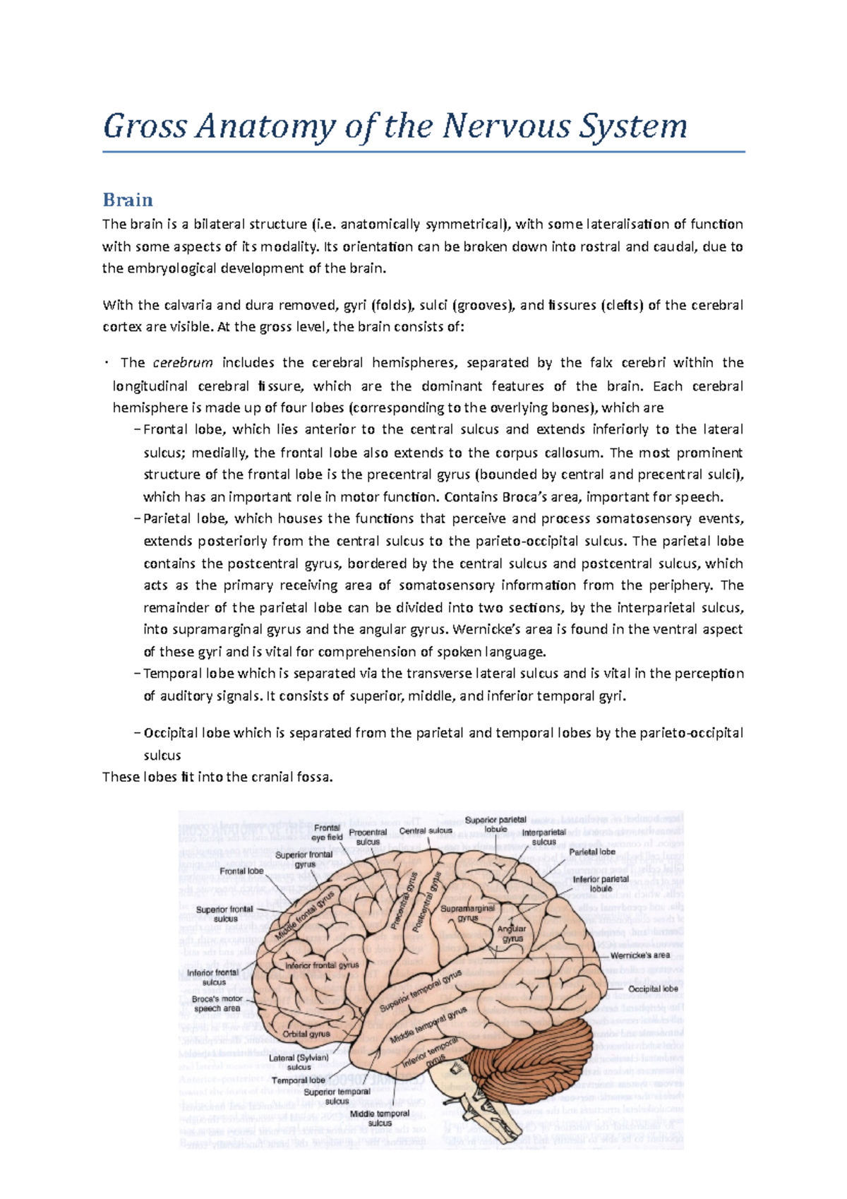 1.1 - Gross Anatomy of the Nervous System - GEOG10101 - Manchester ...