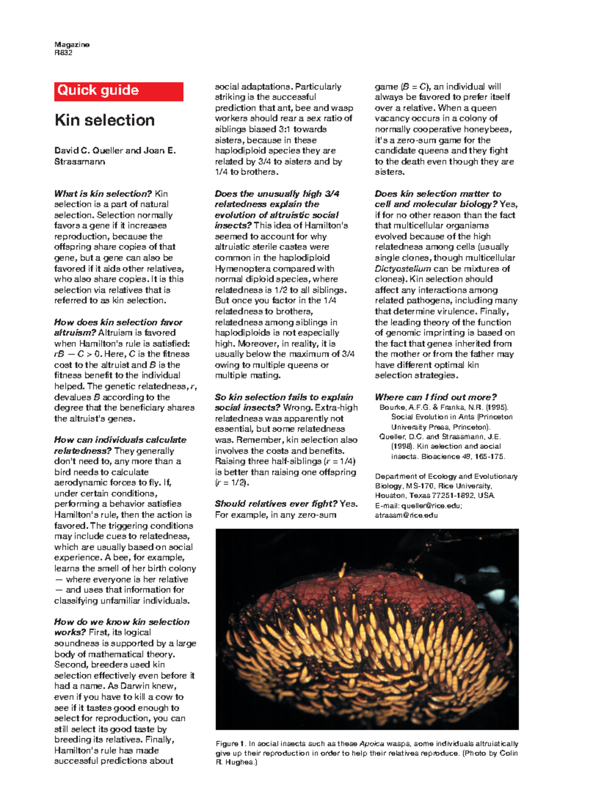 Kin selection - Magazine R Quick guide Kin selection David C. Queller ...