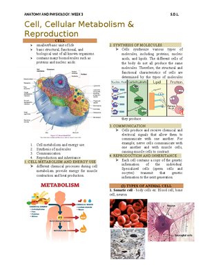 Microscope - ANATOMY AND PHYSIOLOGY (LAB): WEEK 2 MICROSCOPE o 1590 ...