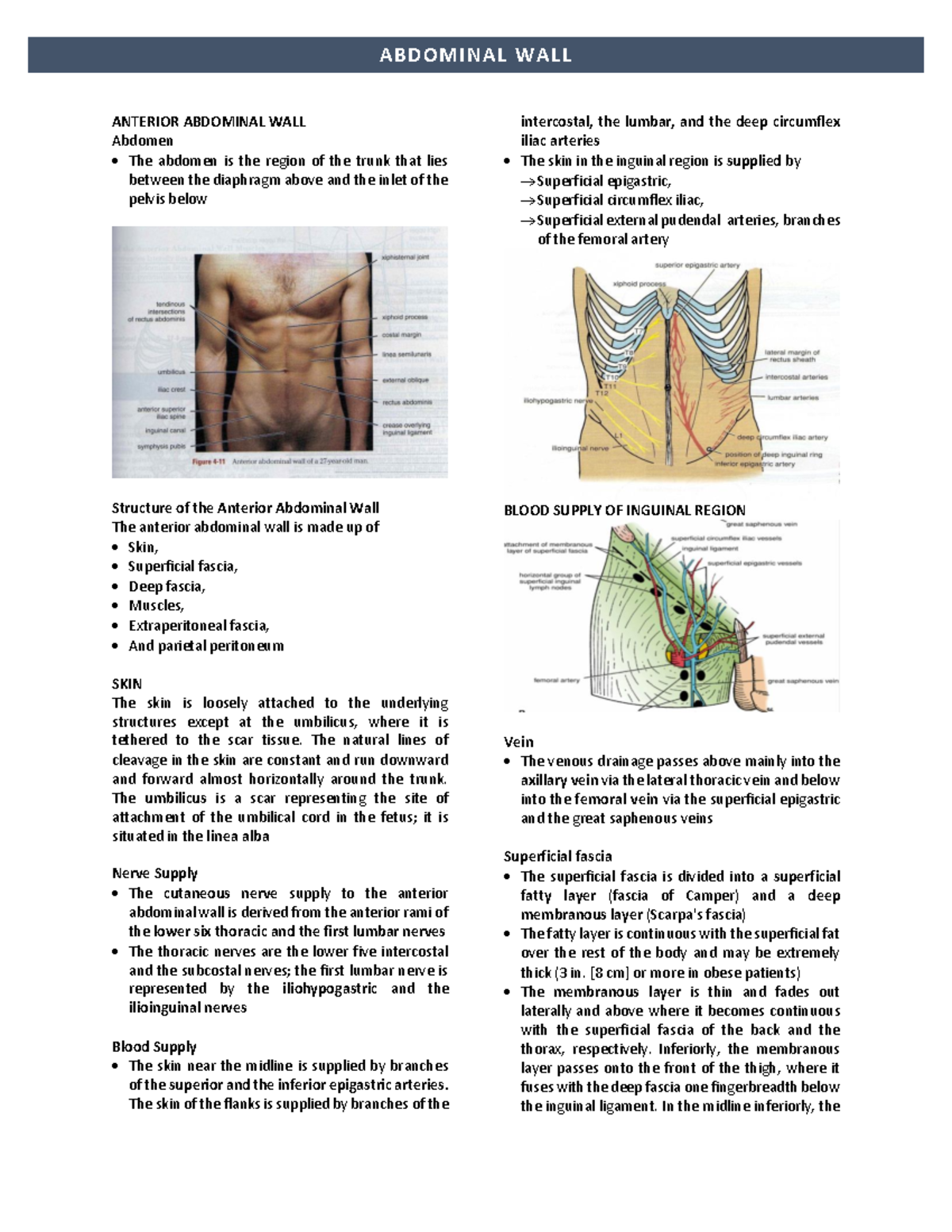 Gross Anatomy: Abdominal Wall - ANTERIOR ABDOMINAL WALL Abdomen The ...