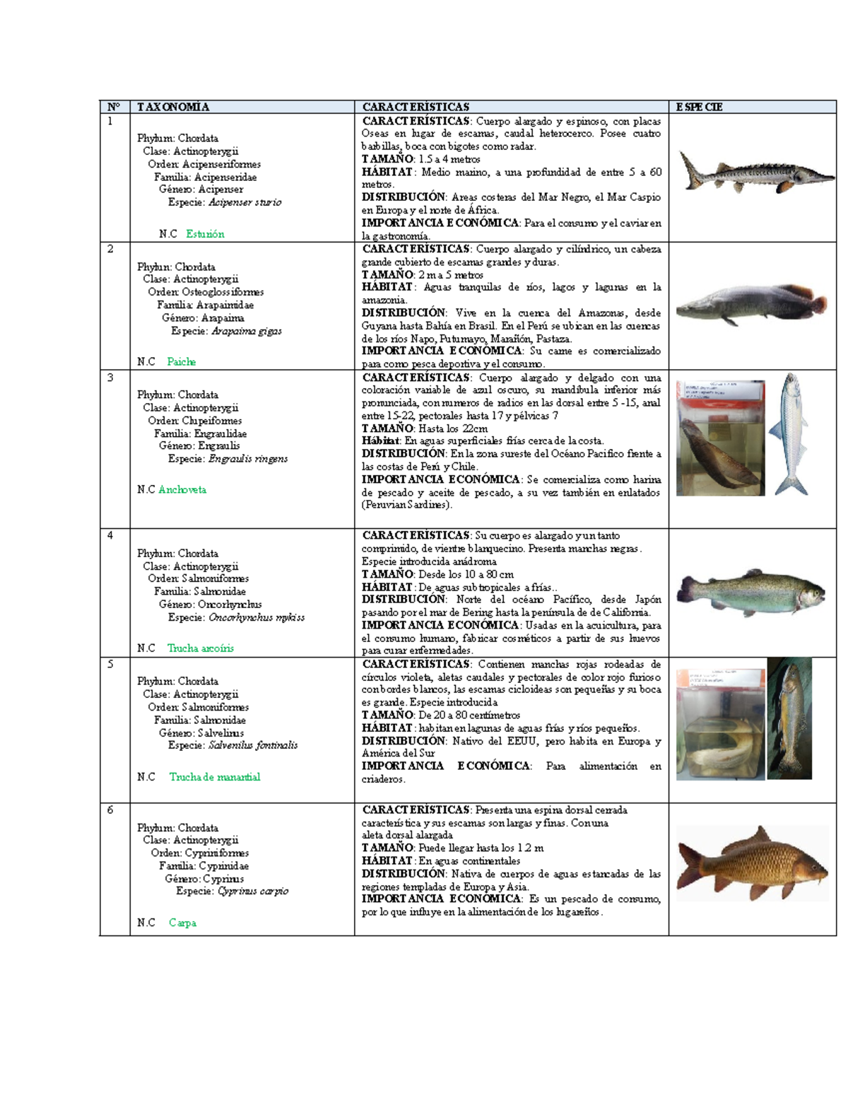 Osteichyes part 1 - N° TAXONOMÍA CARACTERÍSTICAS ESPECIE 1 Phylum ...