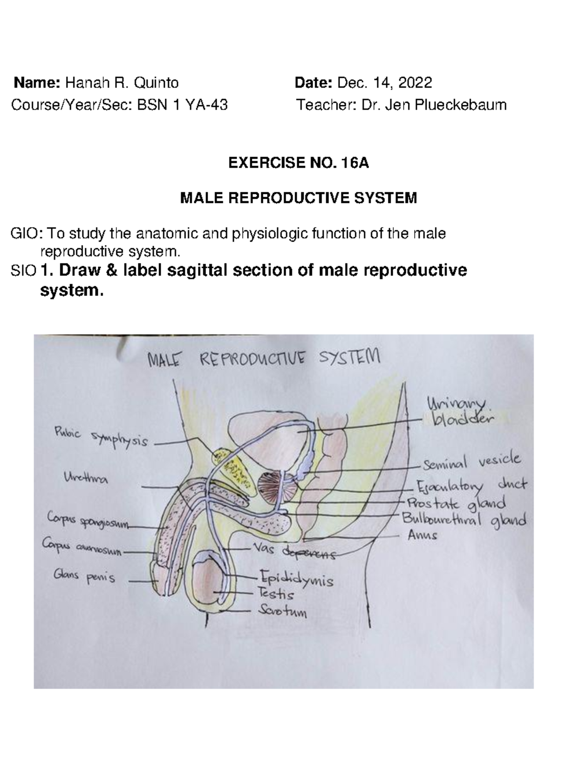 Reproductive system - Name: Hanah R. Quinto Date: Dec. 14, 2022 Course ...