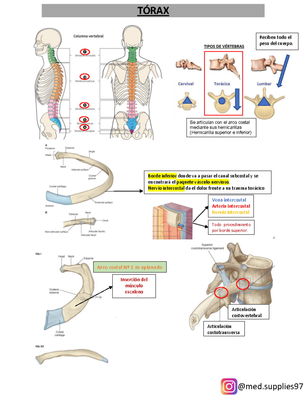 Anatomia torax abdomen y pelvis - Warning: TT: undefined function: 32 Warning: TT: undefined ...