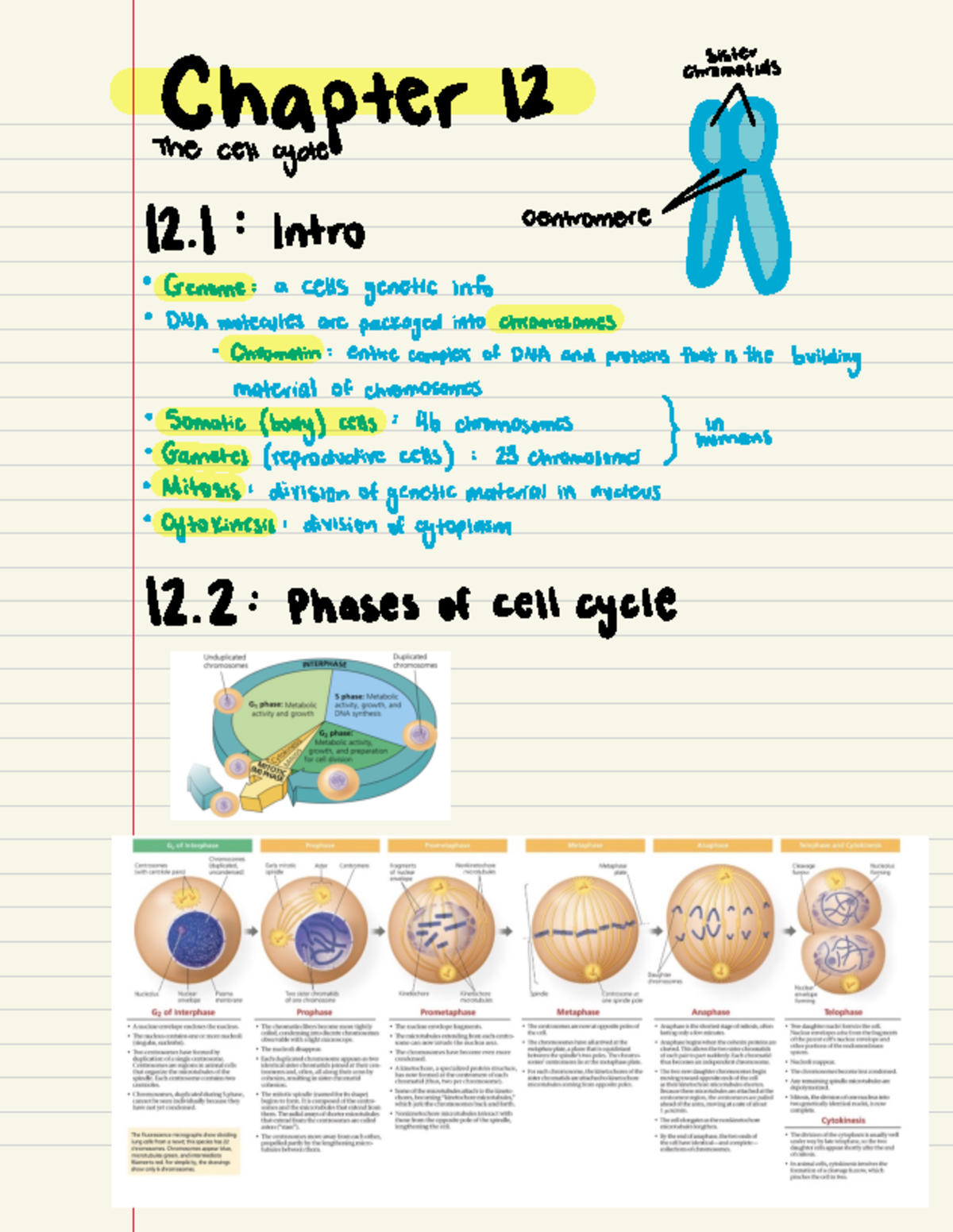 Bio Textbook Notes 12-13, 16-17 - " Chapter 12 The cell cycle ...