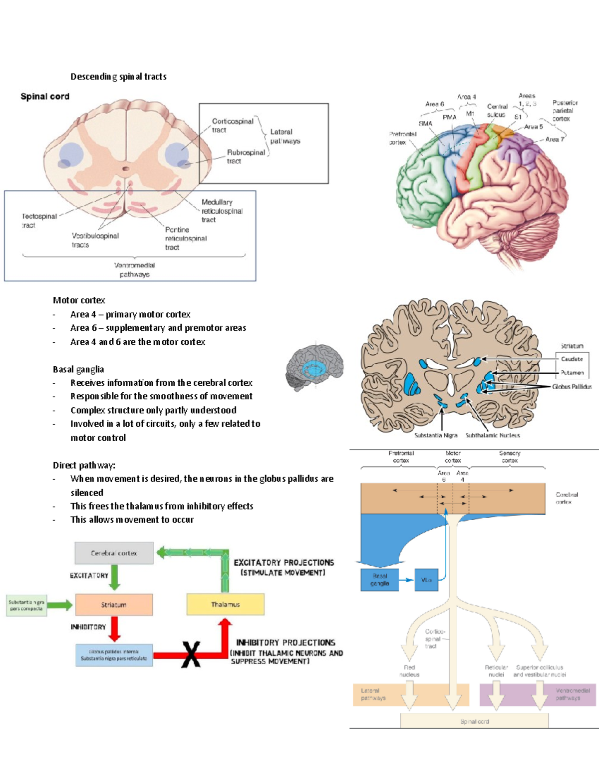 Spinal Control of Movement - Descending spinal tracts Motor cortex Area ...