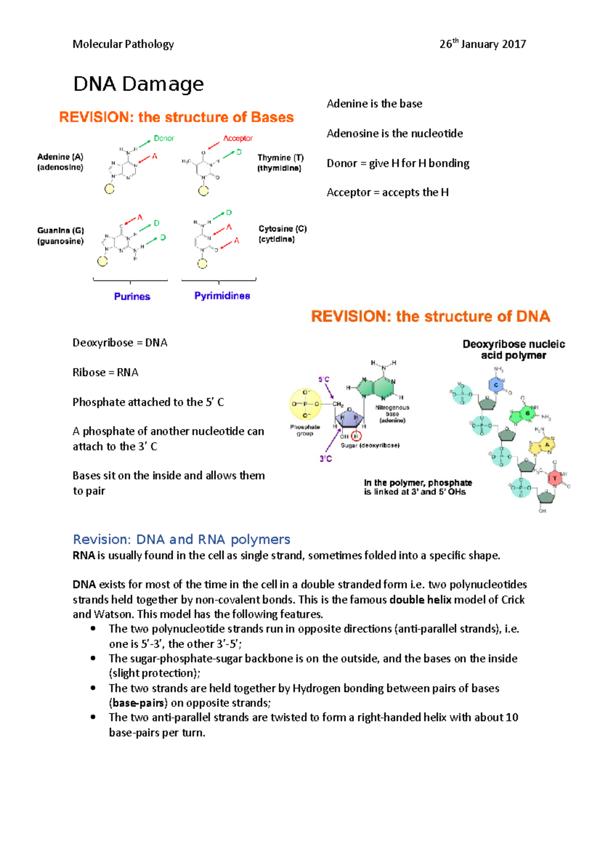 Molecular Pathology - DNA Damage - Molecular Pathology 26 th January ...