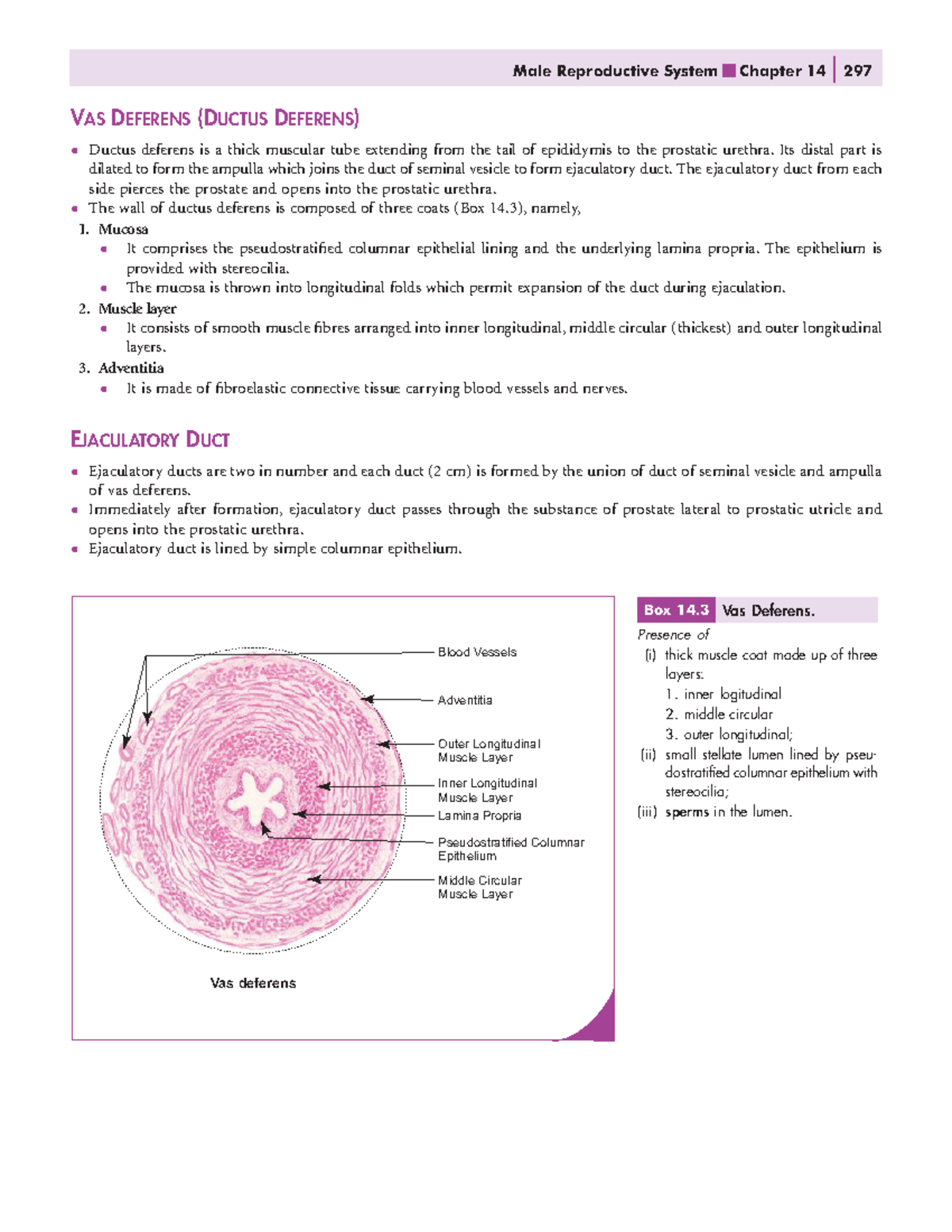 Bhai mere padhiyo Histo(J - Male Reproductive System Chapter 14 297 VAS ...