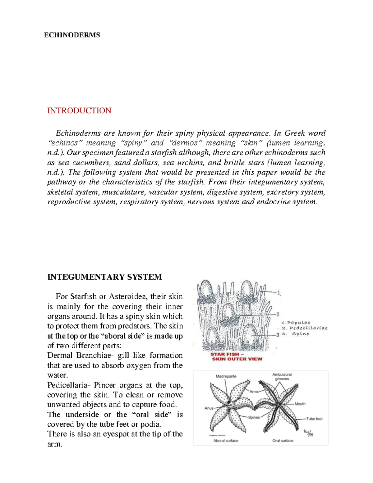 Phylum Echinodermata - Contains lecture notes about echinoderms in a ...