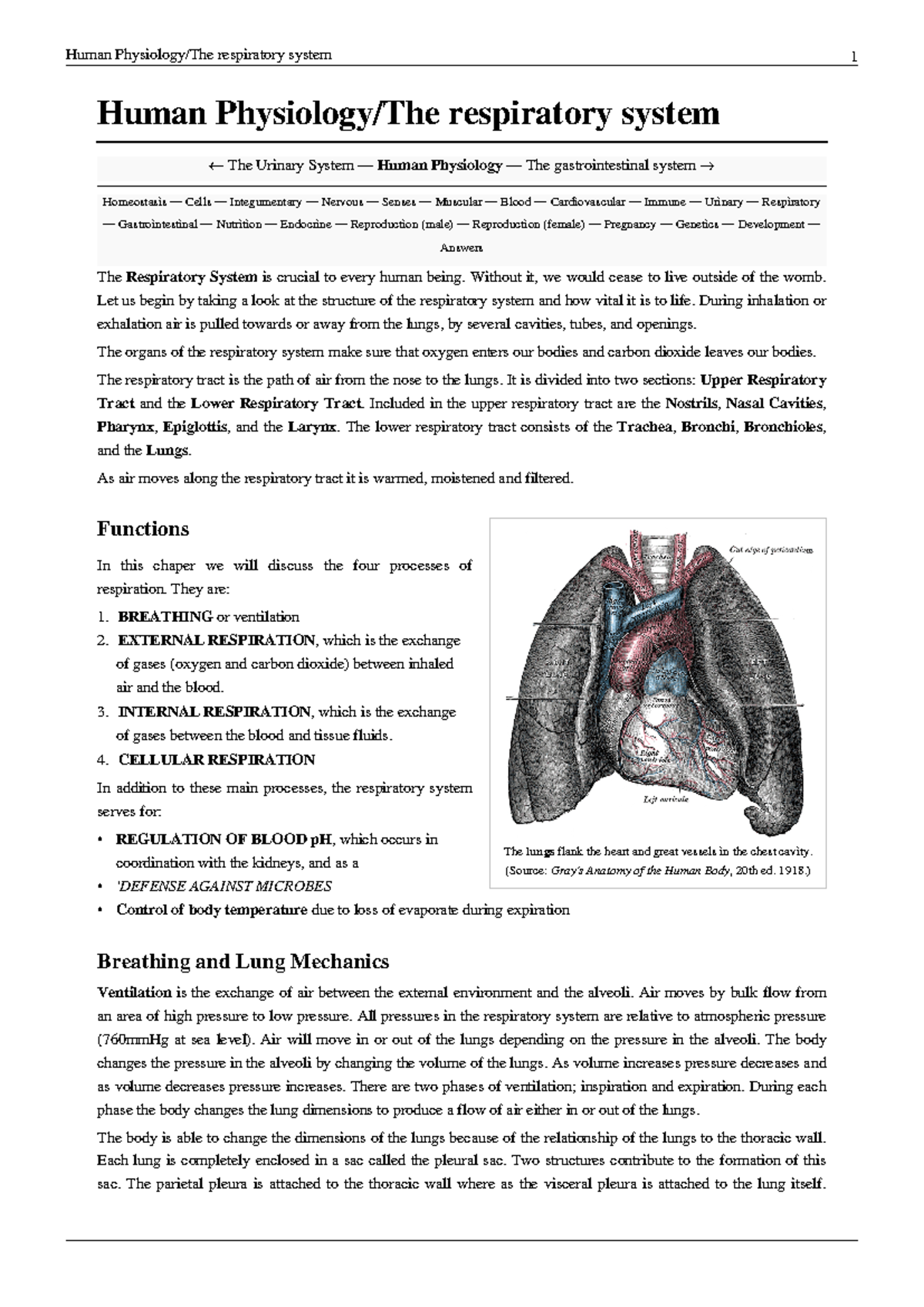 The-Respiratory-System - Human Physiology/The respiratory system ← The ...