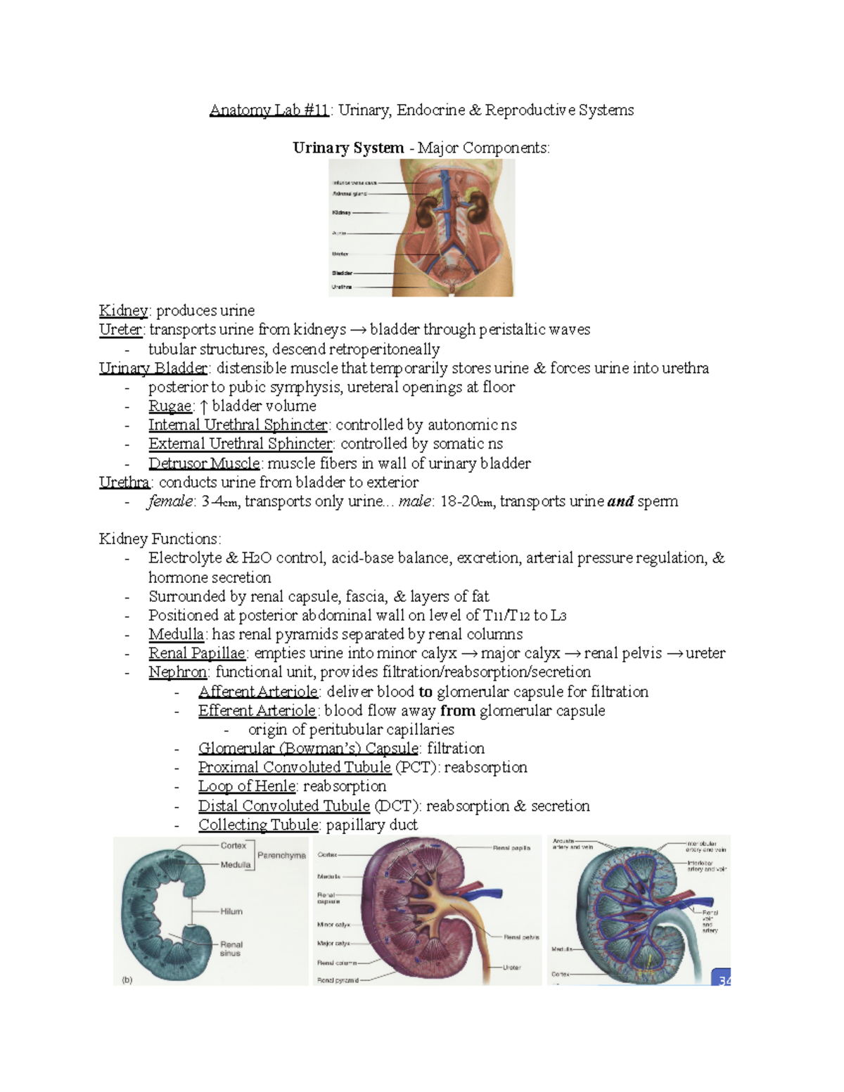 PHSC2302 Anatomy Lab #11 - Anatomy Lab #11: Urinary, Endocrine ...