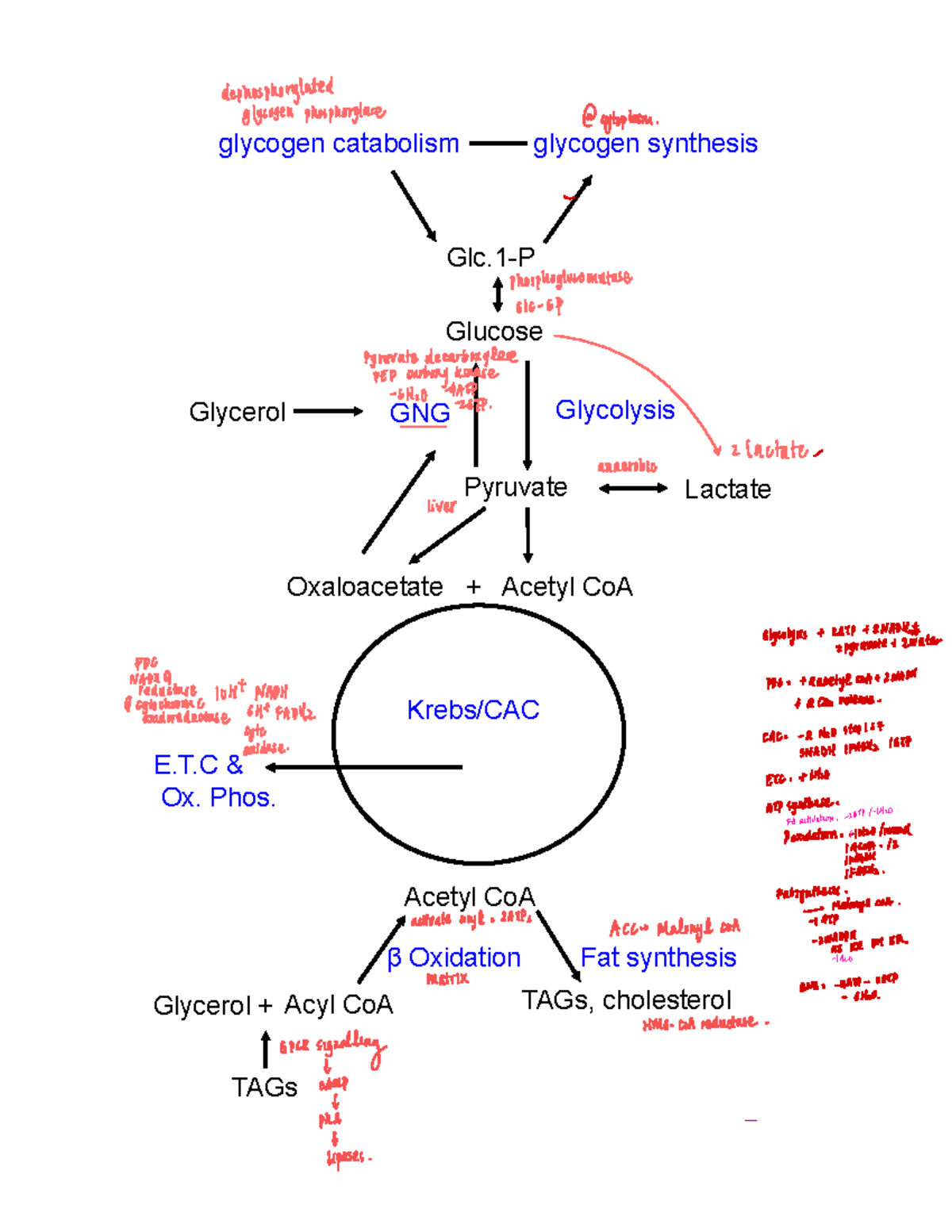Metabolism+Map - Metabolism map - Glucose Glc-P glycogen catabolism ...