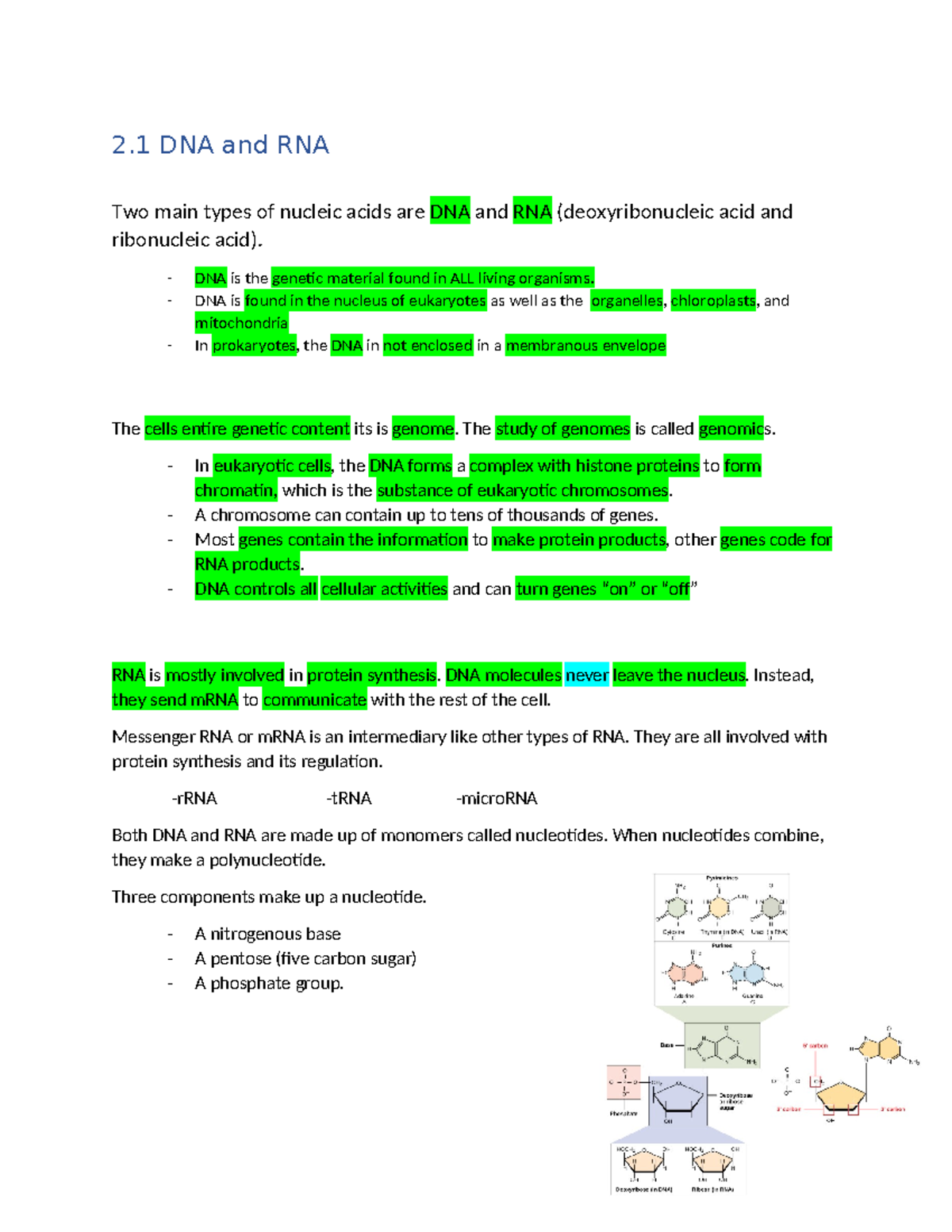 DNA and RNA notes - 2 DNA and RNA Two main types of nucleic acids are ...
