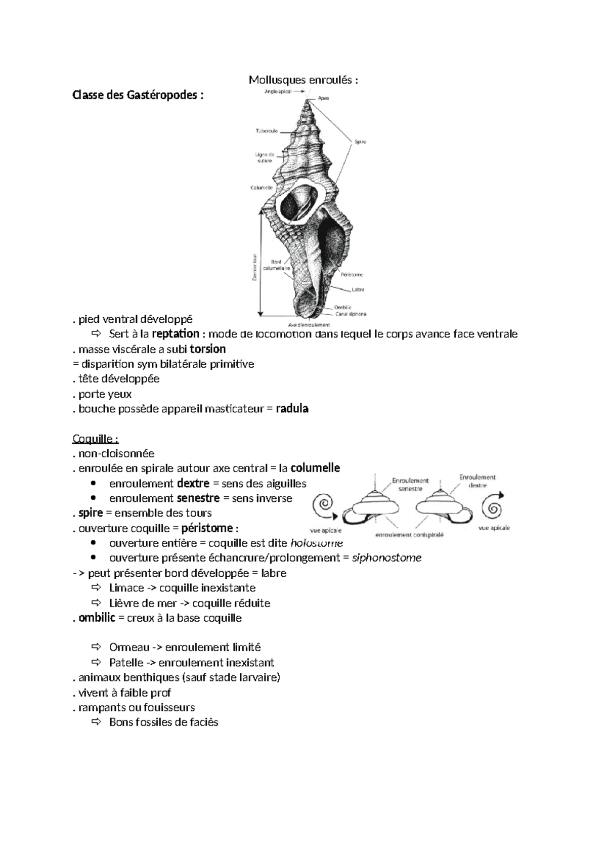 Fiche Mollusques enroulés - Mollusques enroulés : Classe des ...