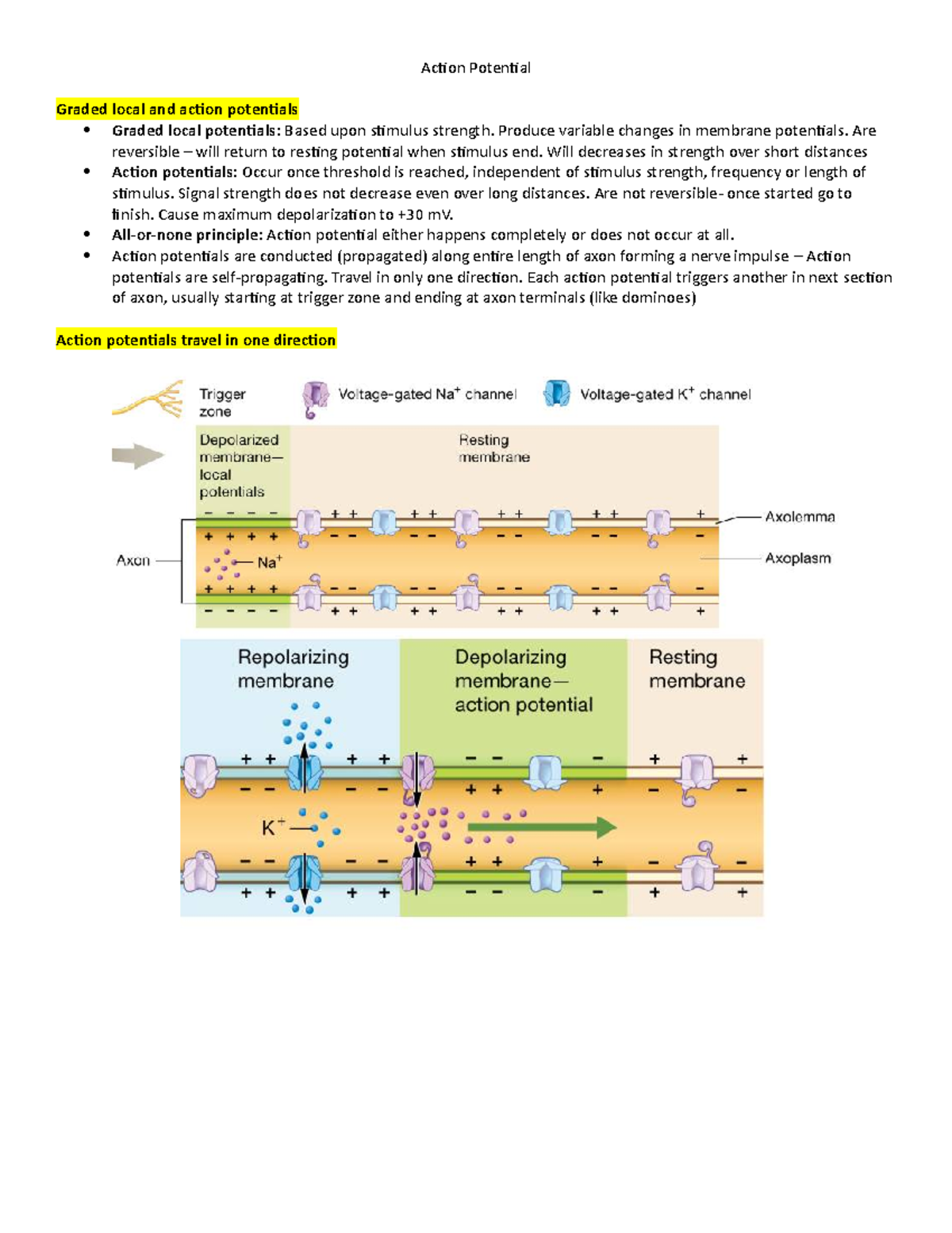 Action Potential - Lecture notes 15 - Action Potential Graded local and ...