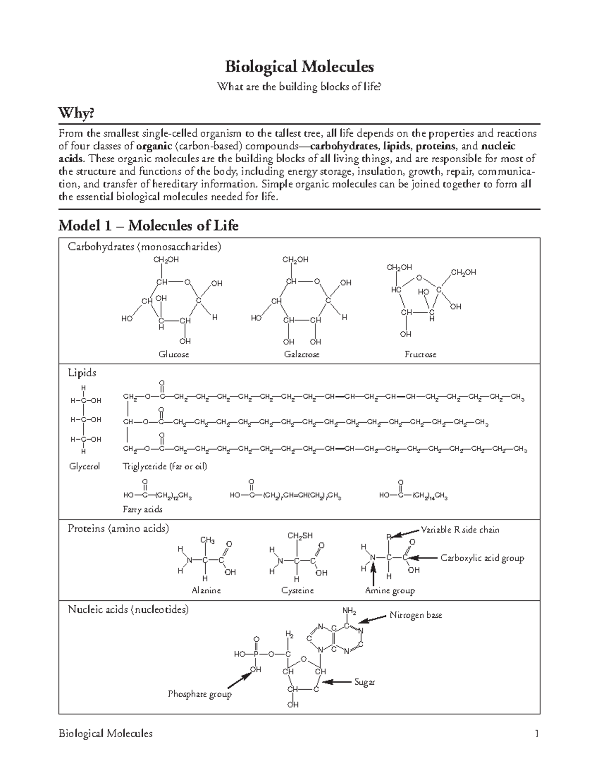 6 Biological Molecules-S - These organic molecules are the building ...