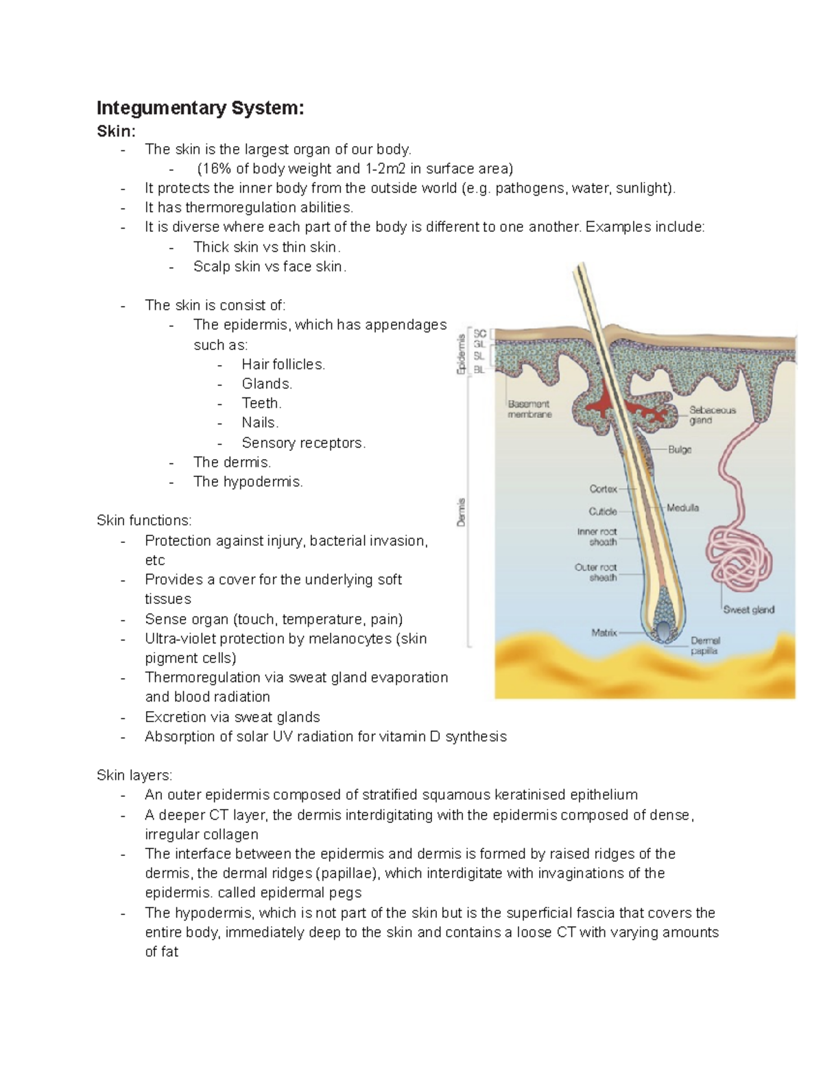 Integumentary System - Integumentary System: Skin: The skin is the ...