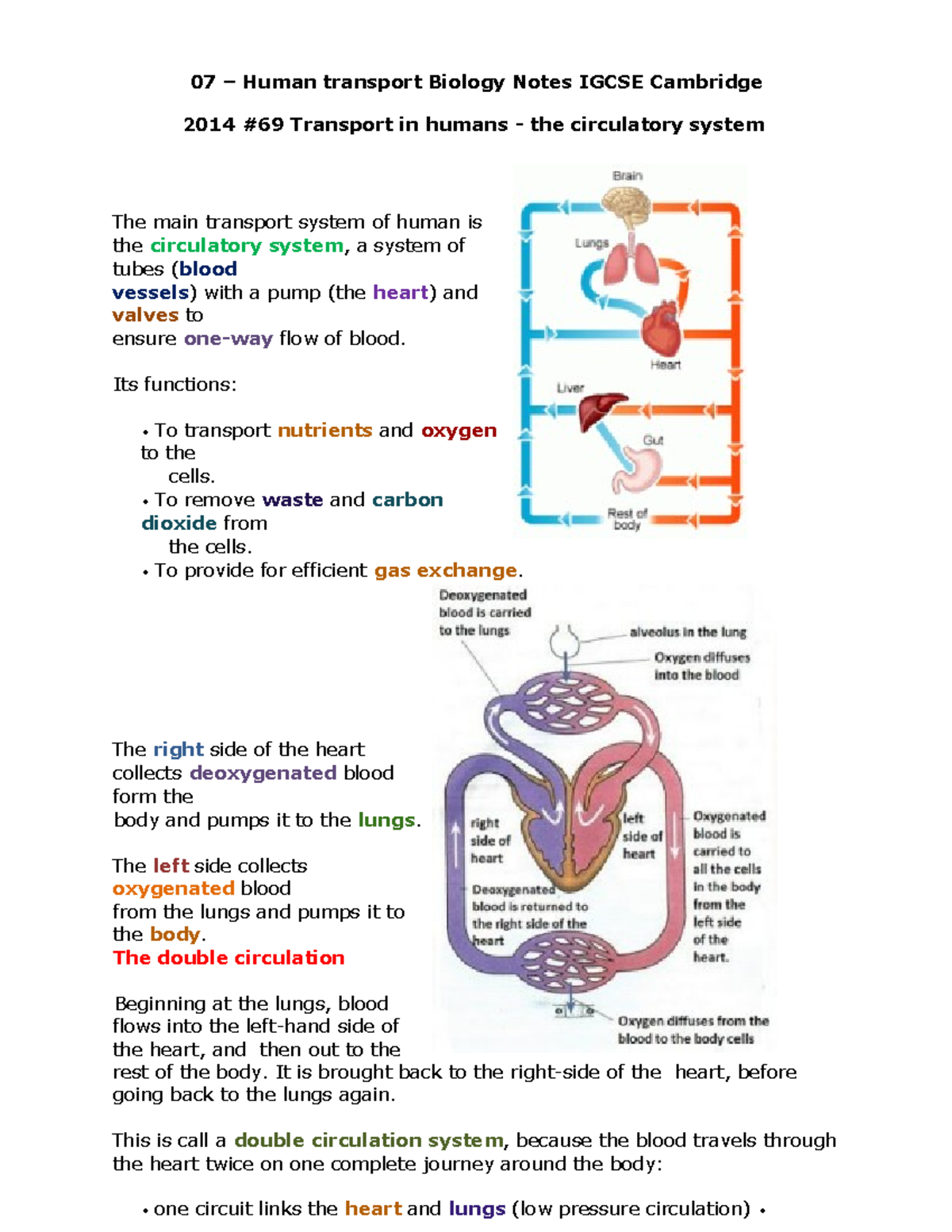 Unit 7 - Human Transport - Biology Notes - 07 – Human transport Biology ...