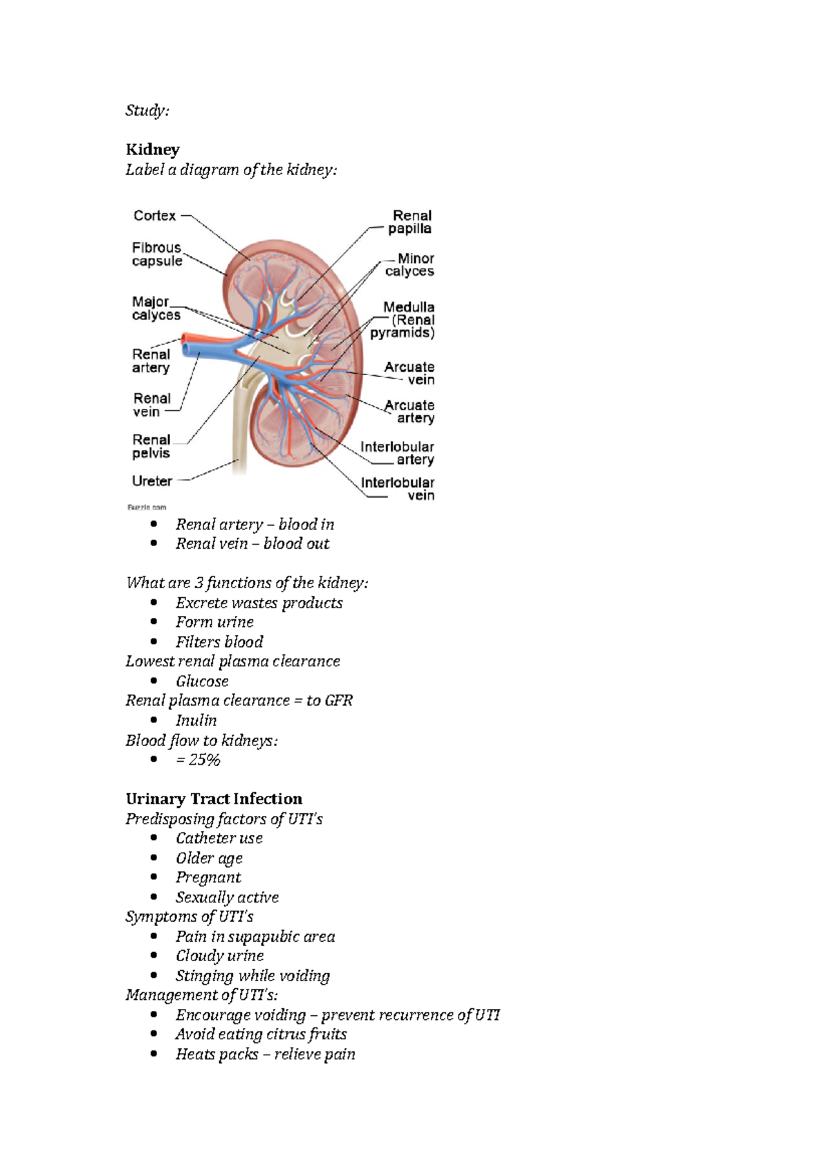 Study - Summary of the kidney - Study: Kidney Label a diagram of the ...