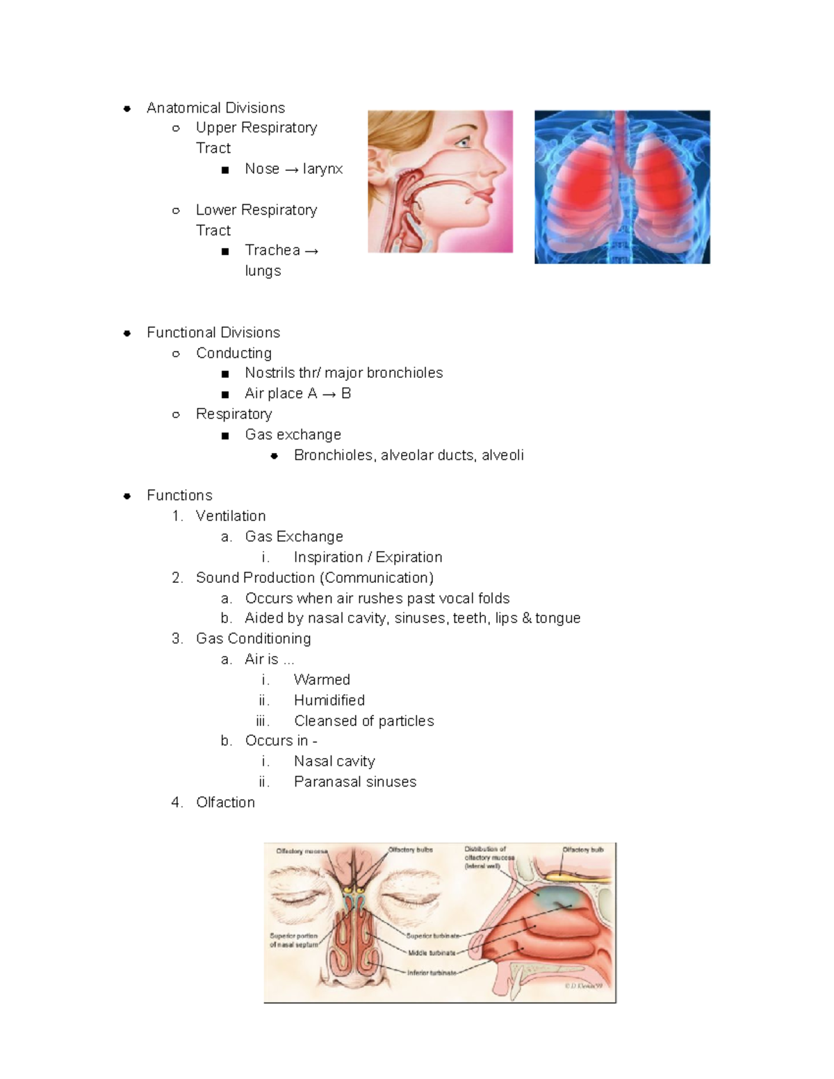 Ch. 22 Respiratory System - Anatomical Divisions Upper Respiratory ...