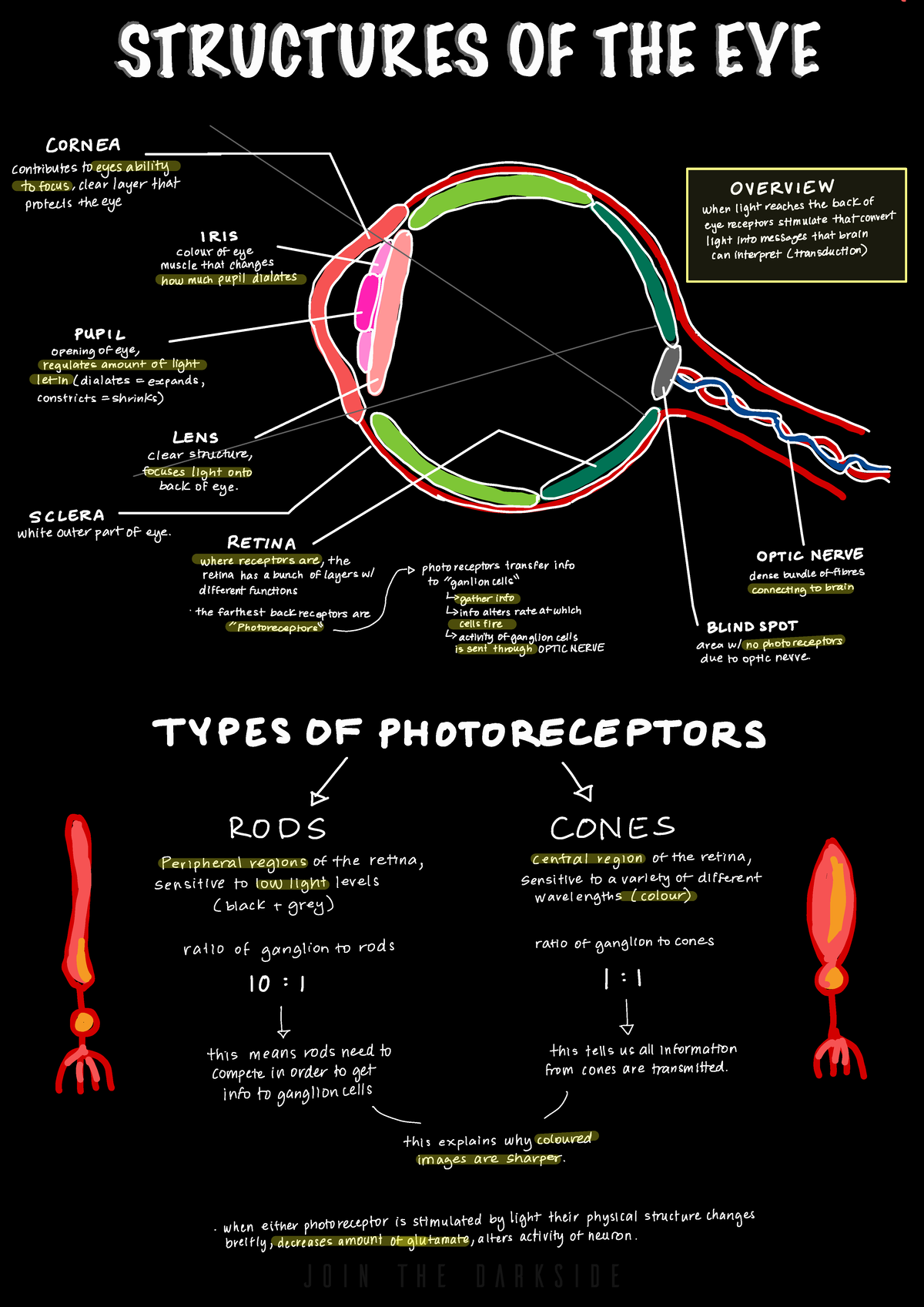 Psychology - eye structure - Biol150A - JOIN THE DARKSIDE STRUCTURES OF ...