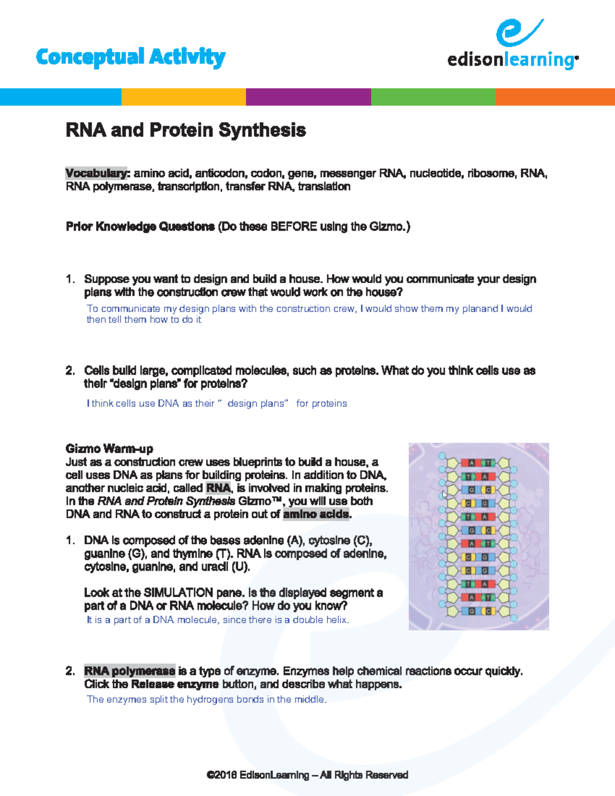 RNA and Protein Synthesis - Studocu