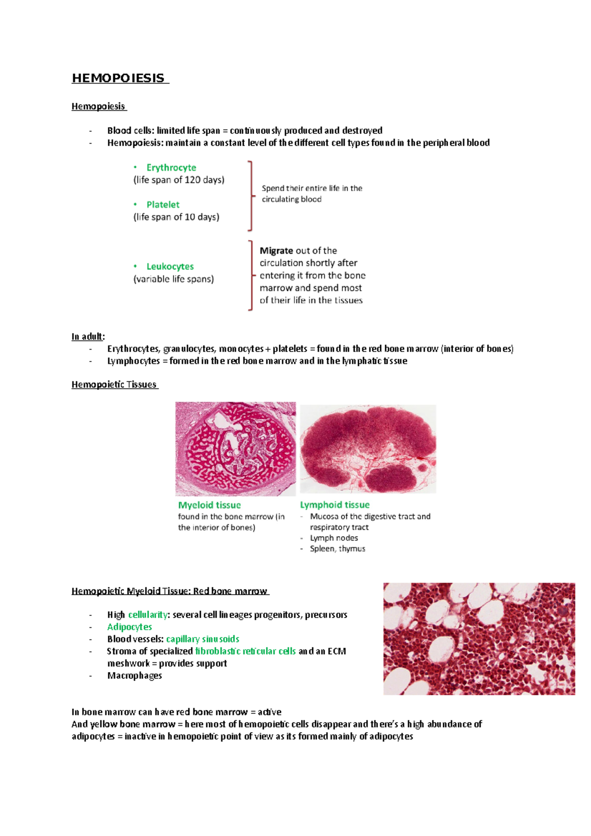 Hemopoiesis - Describe the histological organization of myelod ...