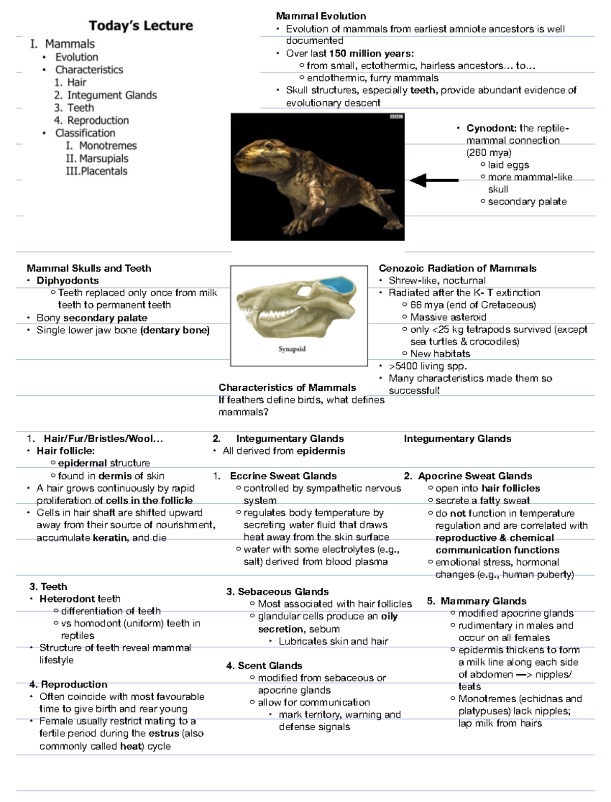 Lecture 30 and 31 Mammals - Mammal Evolution Evolution of mammals from earliest amniote ...