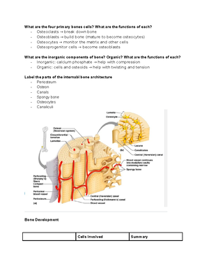 Bone markings and functions - Process: A projection or bump on the surface of a bone, often ...