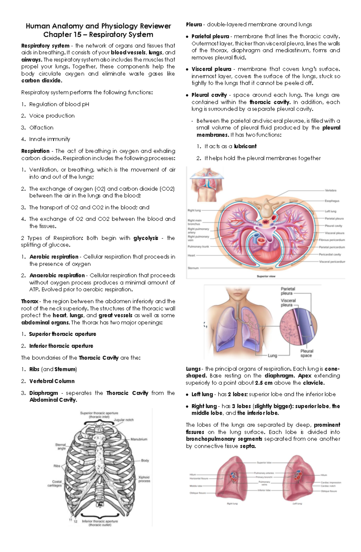 Transes U15 Respiratory System - Human Anatomy and Physiology Reviewer ...