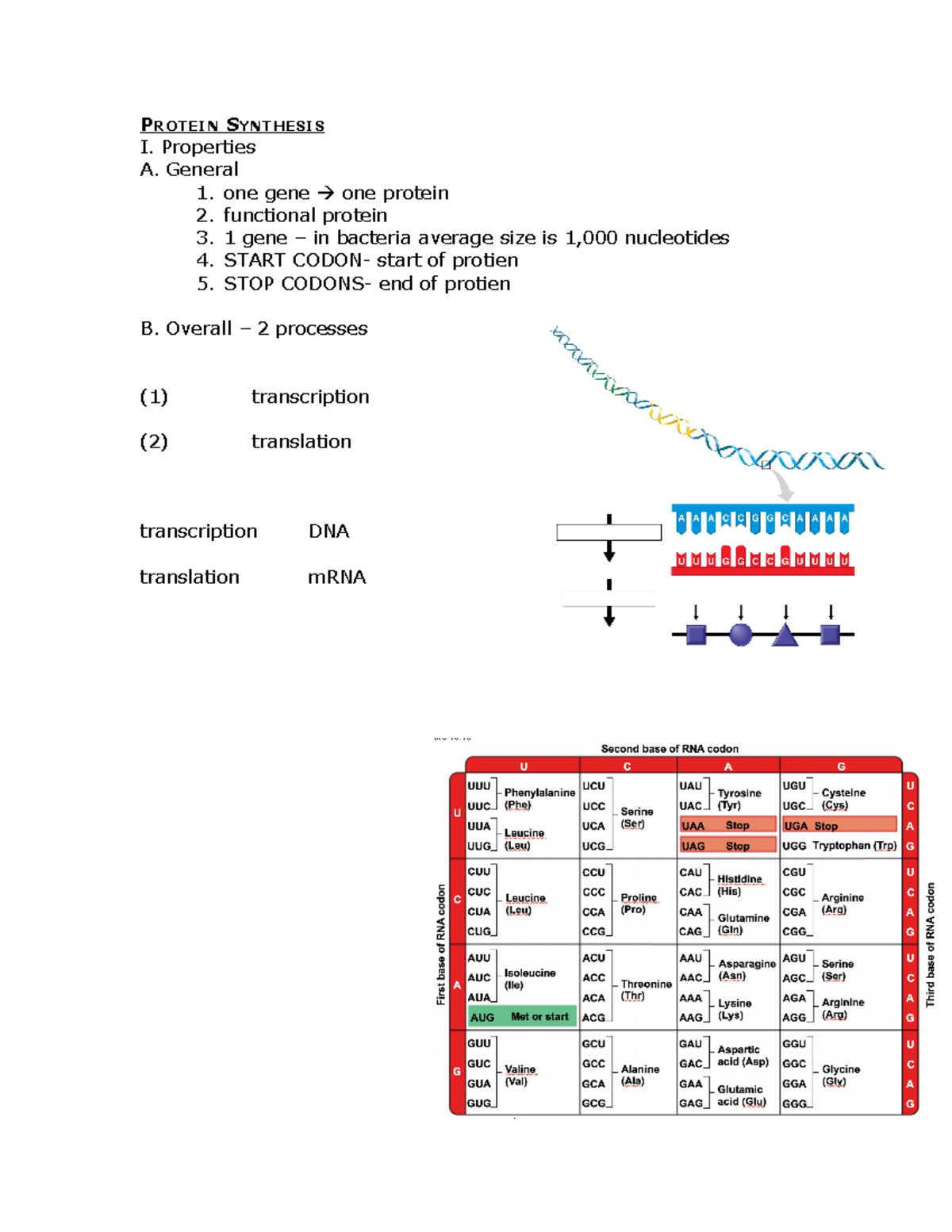 Protein Synthesis S18- optional notes - PROTEIN SYNTHESIS I. Properties ...