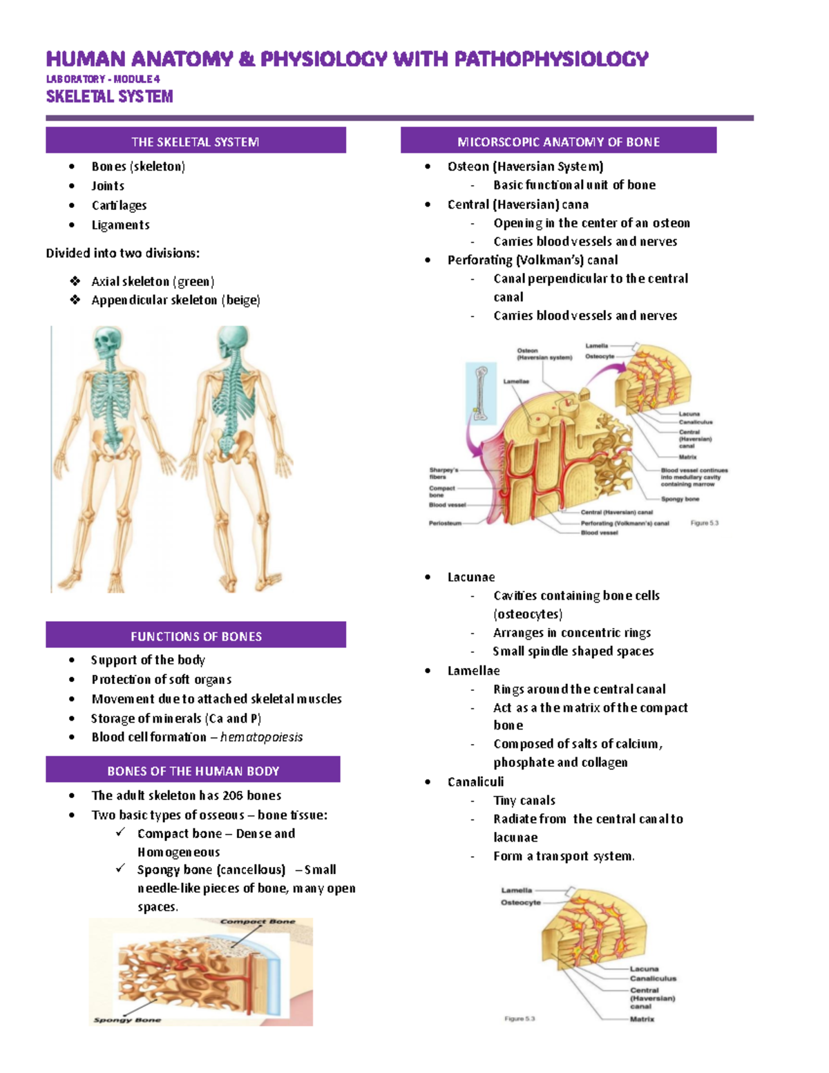 Anaphy-LAB- Module-4 Skeletal- System - LABORATORY - MODULE 4 SKELETAL ...