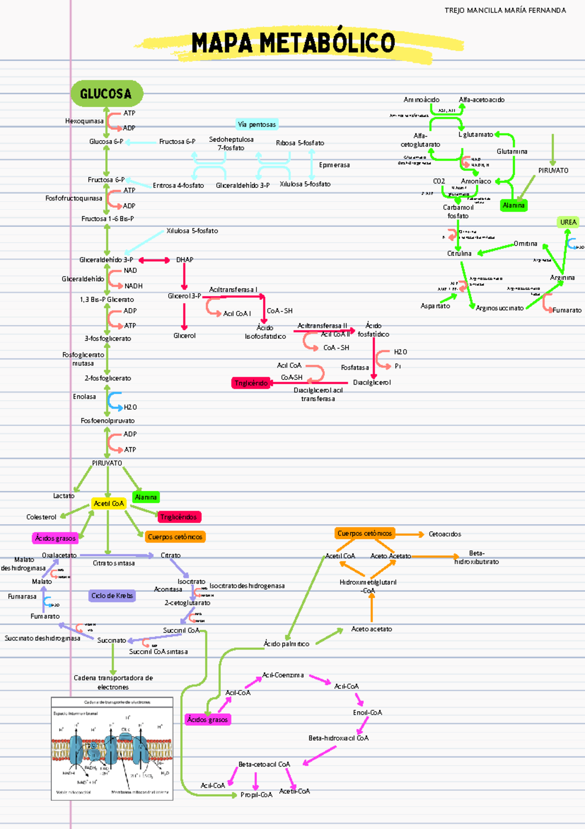 Mapa metabólico 20240522 143929 0000 - GLUCOSA ATP ADP Fructosa 6-P Fosfofructoquinasa ATP ADP ...