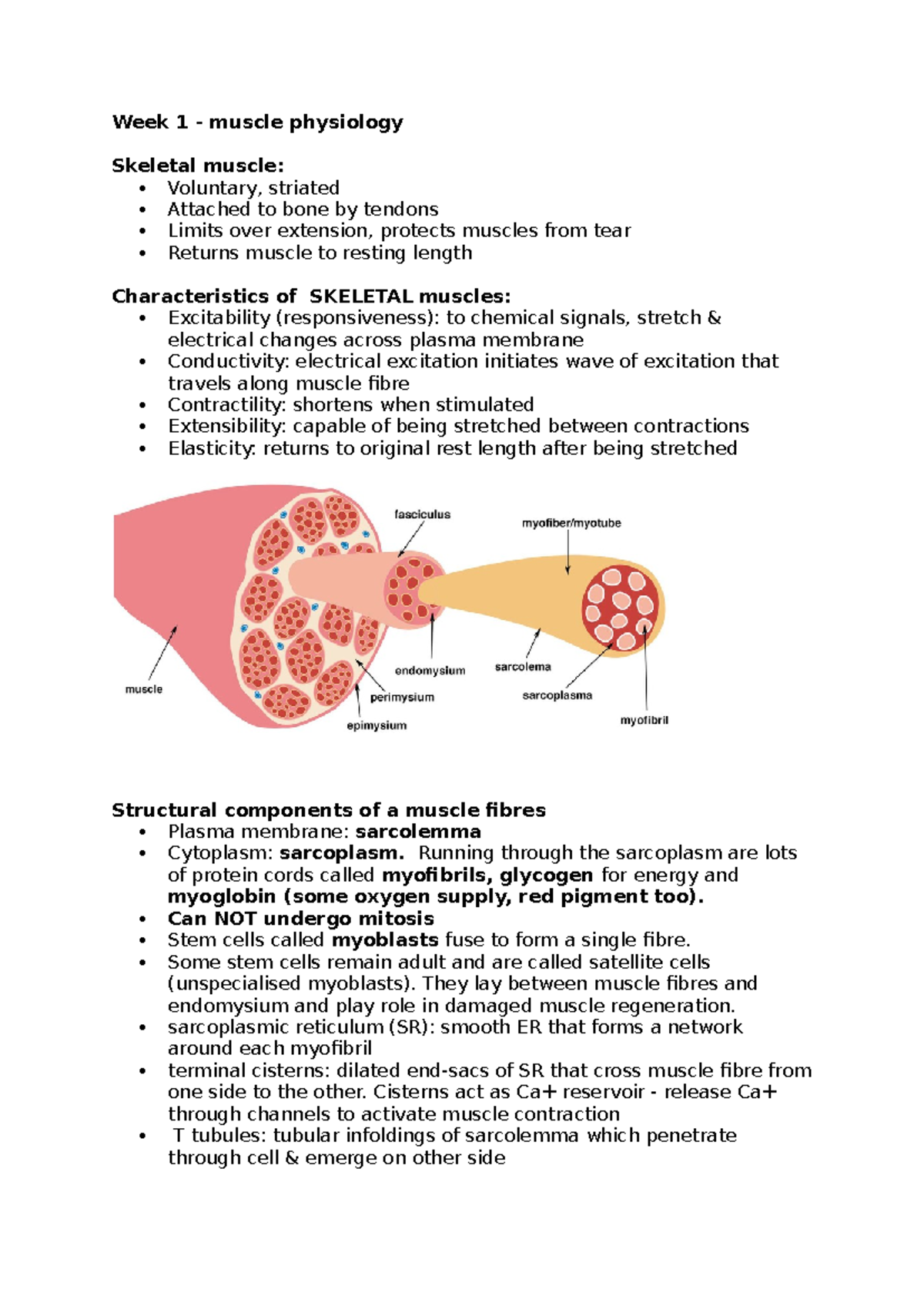 Week 1 - muscle physiology - Week 1 - muscle physiology Skeletal muscle ...