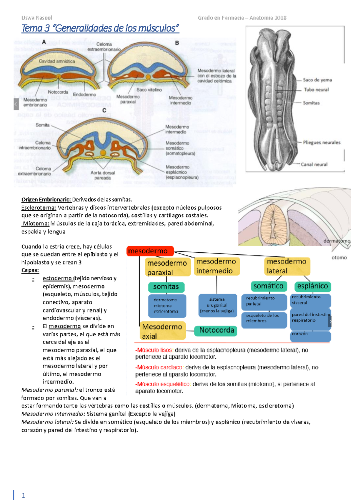 Tema 3. Generalidades de los Músculos - Warning: TT: undefined function: 32 Warning: TT ...