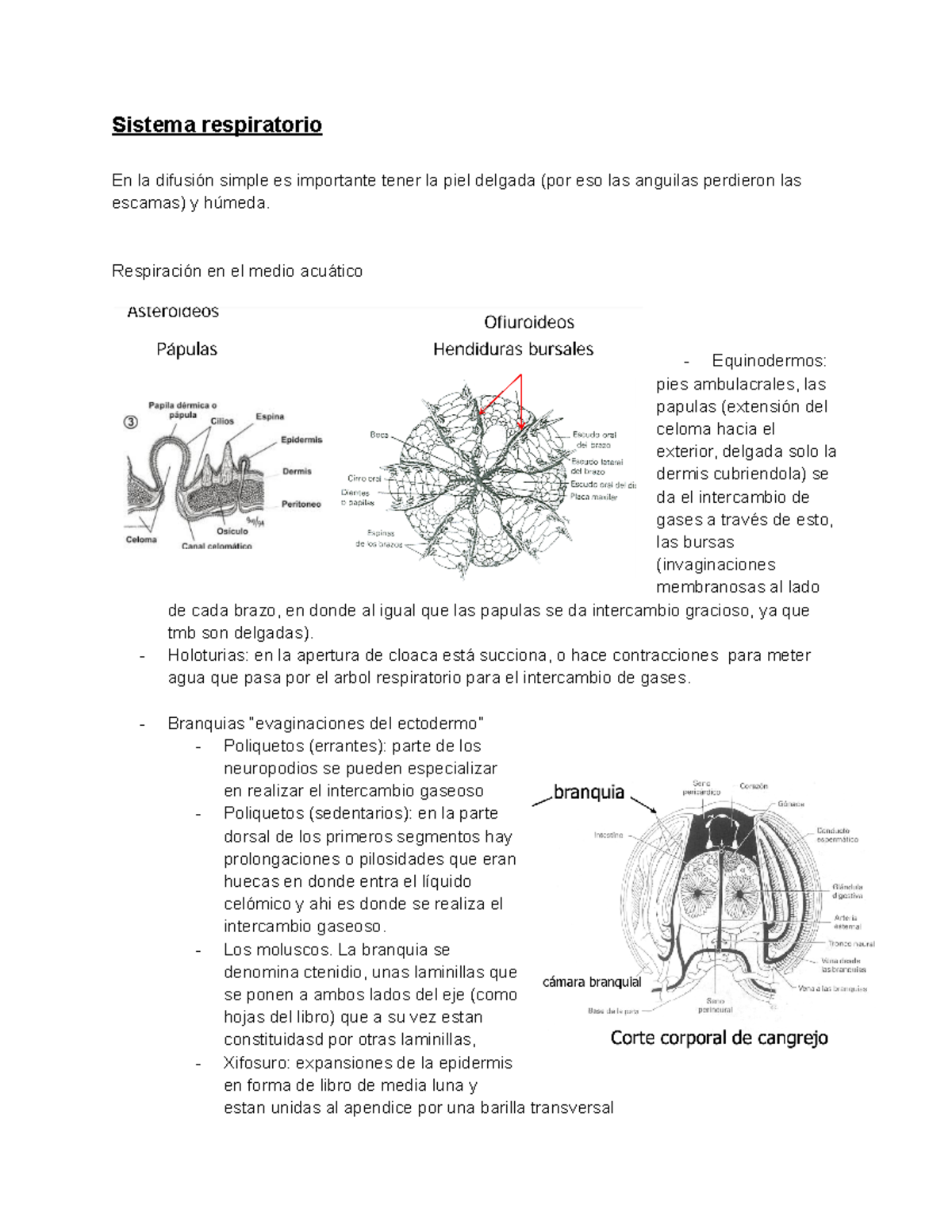 Anato 1 - ,,, - Anatomía Animal - UNAV - Studocu