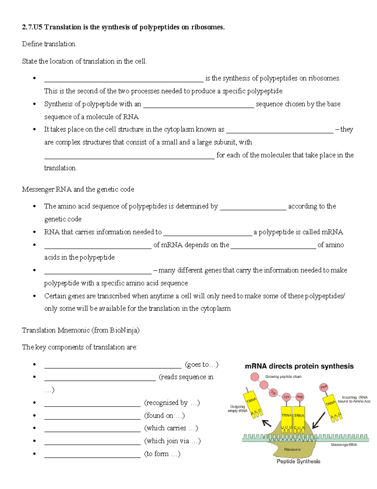 Translation IB - Guided notes - 2.7 Translation is the synthesis of ...