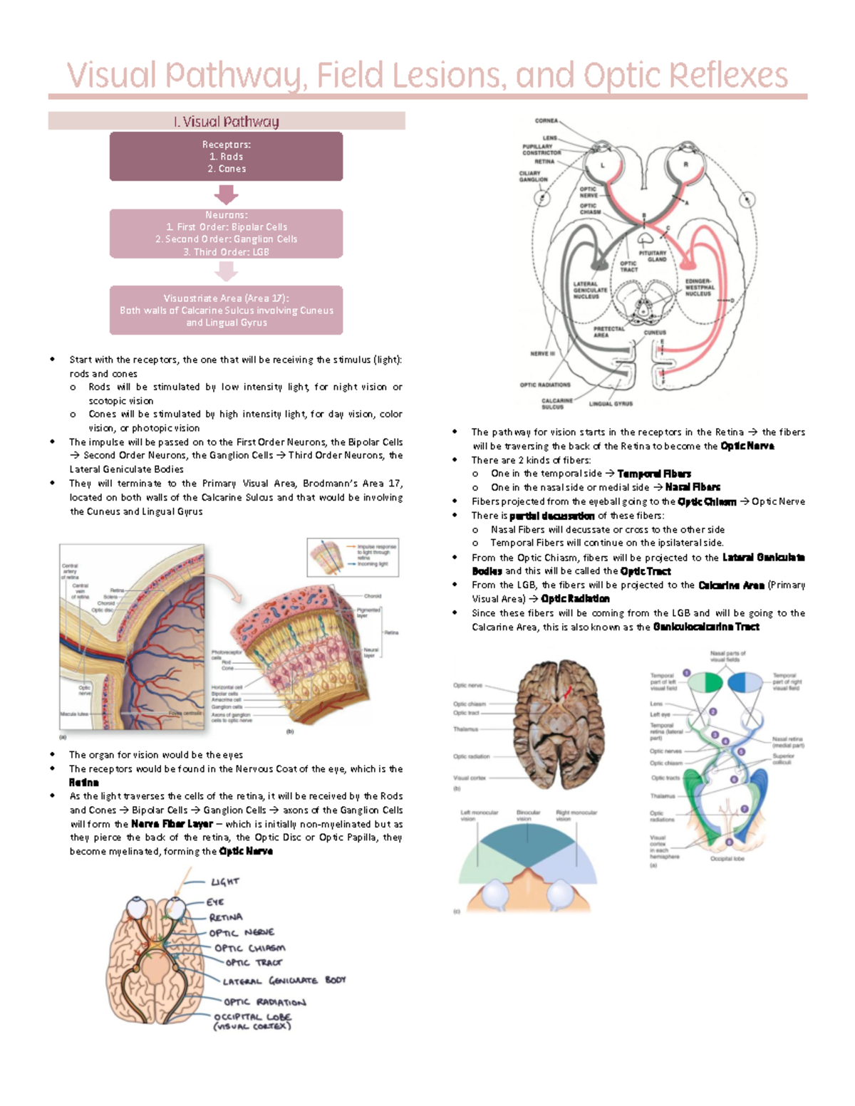 Visual Pathway - Histology - Start with the receptors, the one that ...