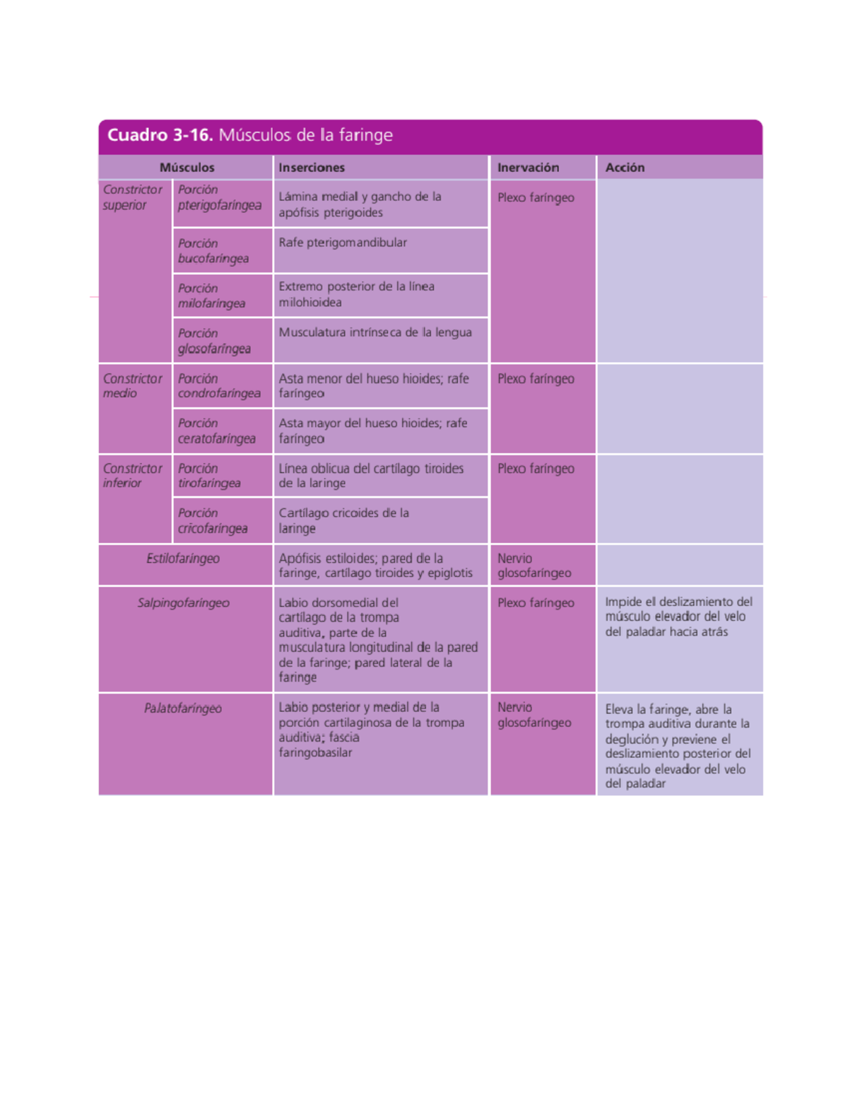 Tablas del PRO - Cuadro Músculos de la faringe Músculos Inserciones ...