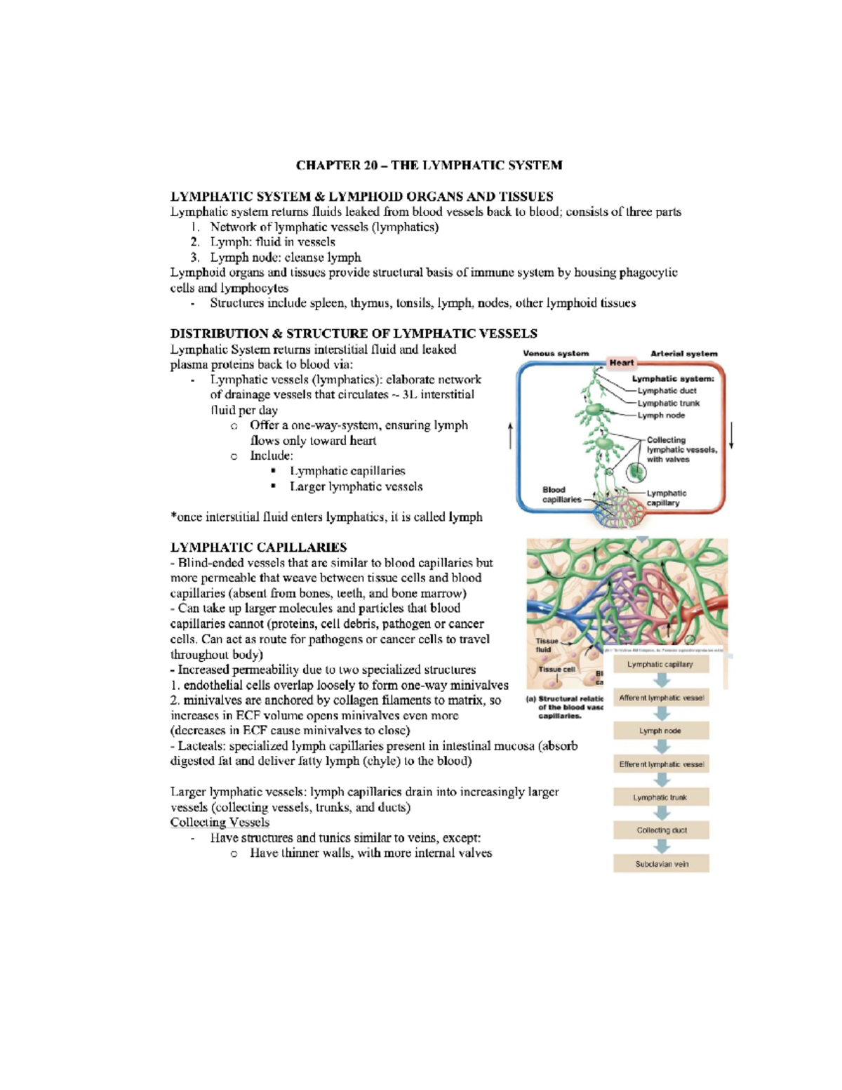 Chap 20 Lymphatic system notes- lecture 10 - ANP1105 - Studocu