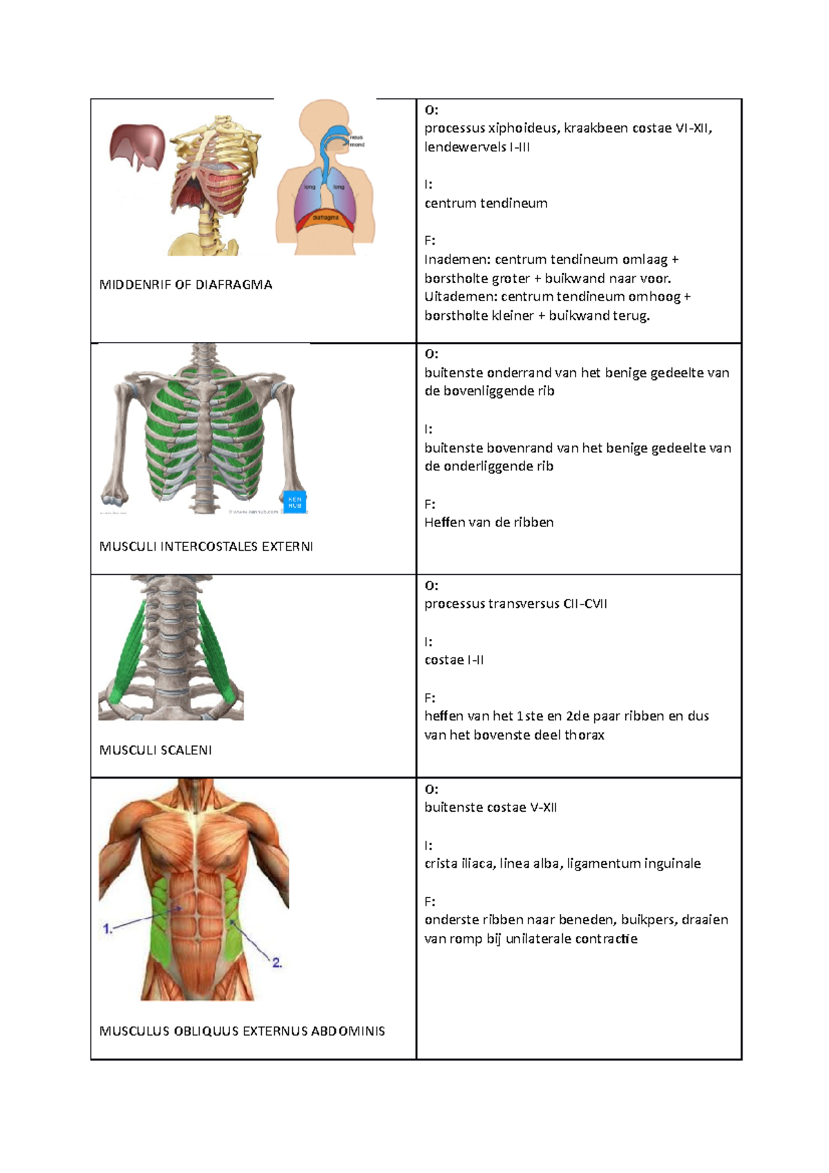 Middenrif OF Diafragma - MIDDENRIF OF DIAFRAGMA O: processus xiphoideus ...