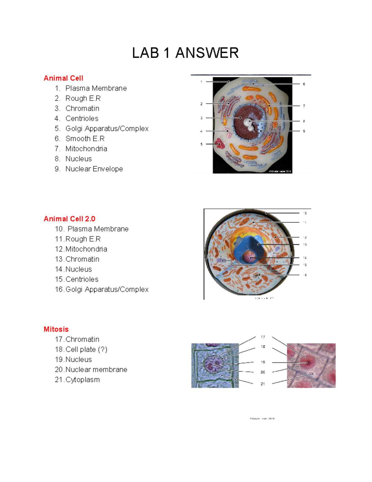 LAB 1 Cytology AND Early Development - LAB 1 ANSWER Animal Cell 1 ...