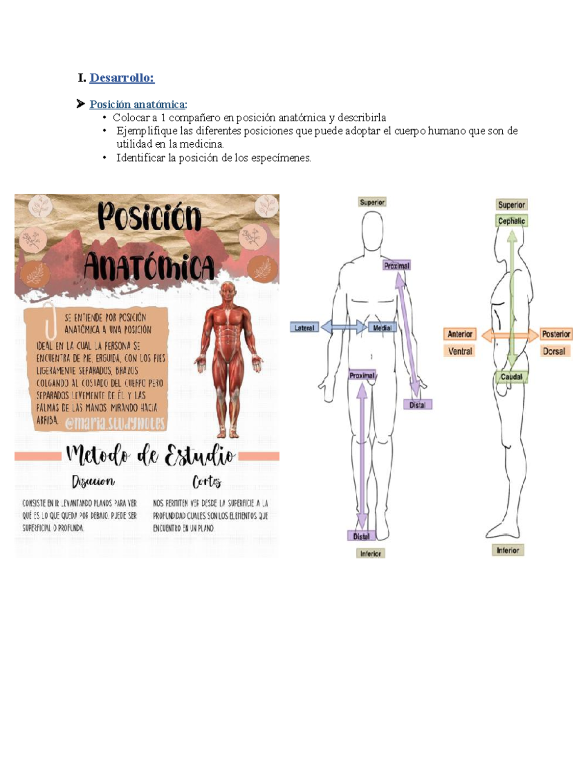 Guia De Anatomia - Les va a servir - I. Desarrollo: Posición anatómica ...