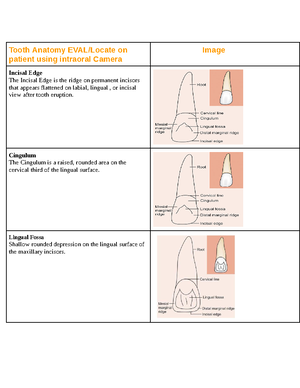 Amala M Ezekoye - Ch 12 Tooth Morphology, Define Vocab - Google Docs ...