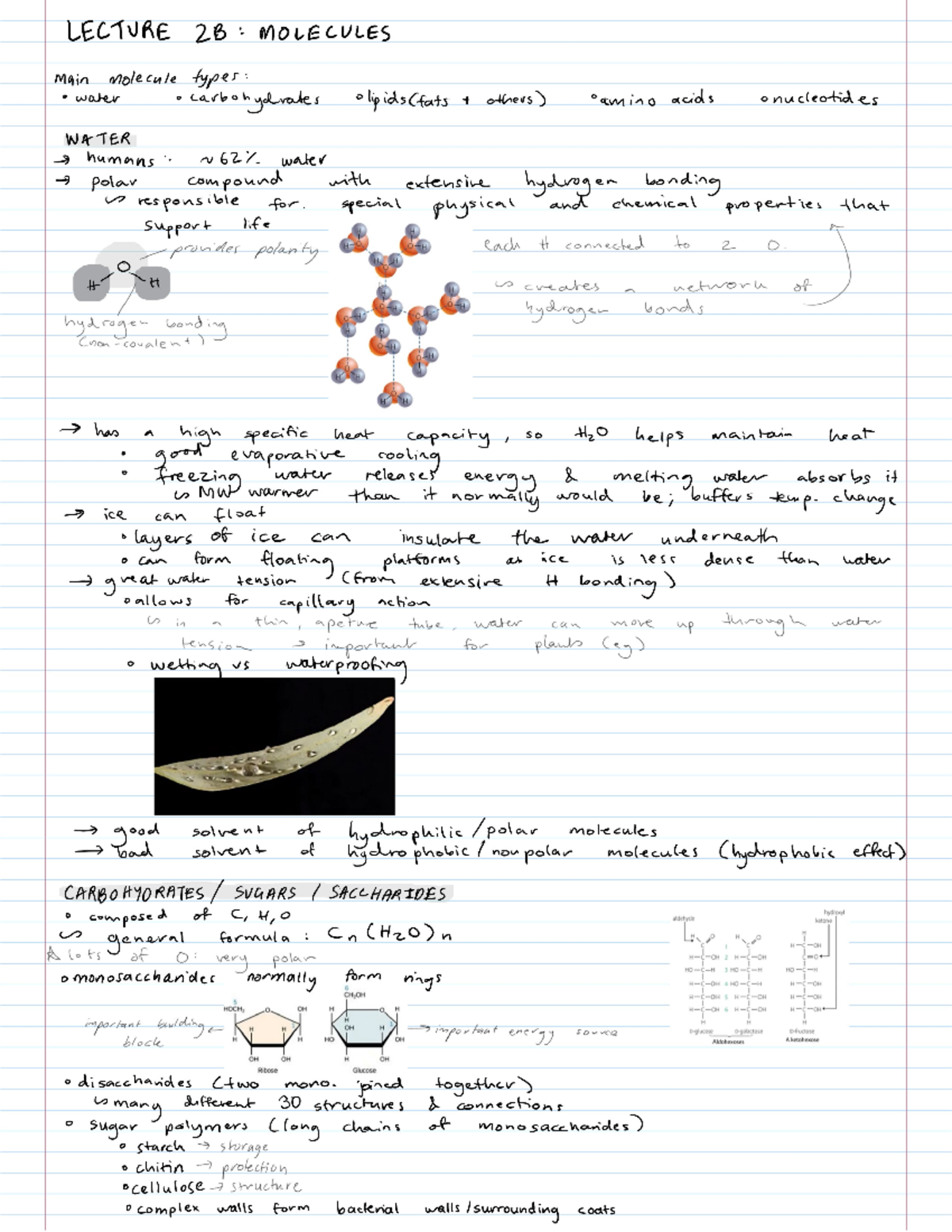 2B Molecules - Biol1007 - Studocu