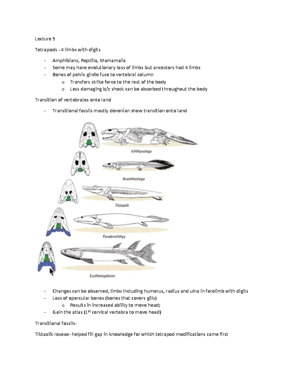 lecture 8 bio notes animal diversity and chordate diversity - Lecture 9 ...