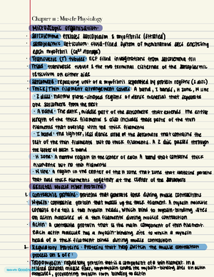 Paion Tables Anatomy - Erector Spinae Group Maintaining an upright ...
