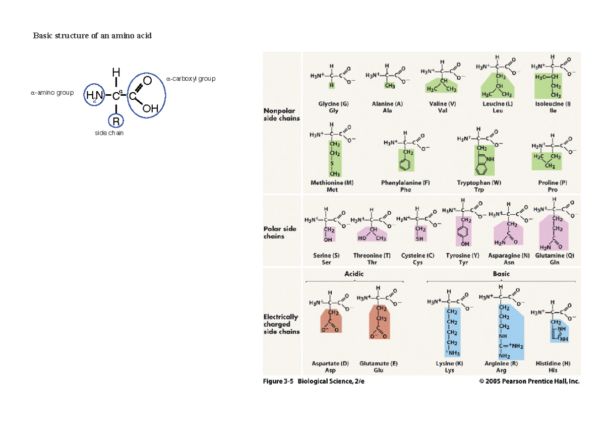 Tutorial 1 - Protein Structure 2018 - Basic structure of an amino acid ...