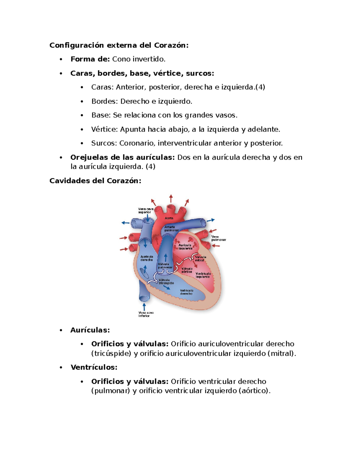S2 E1 Guía de anatomía - Apuntes - Configuración externa del Corazón ...